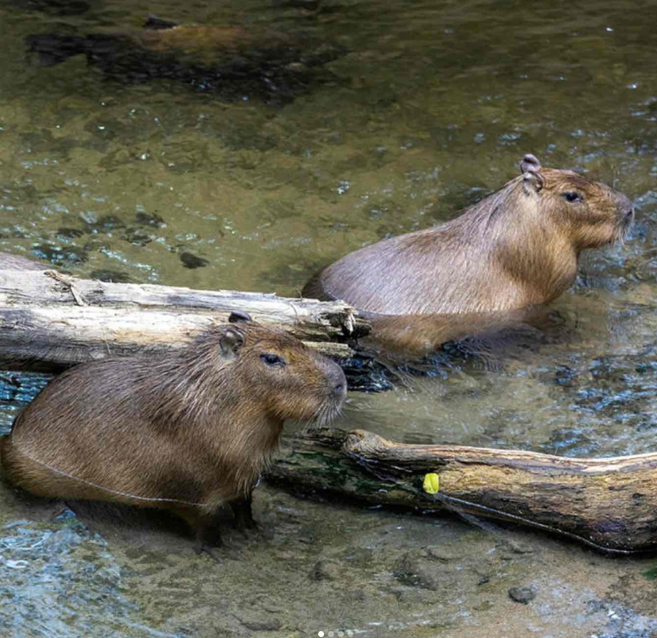 Photos via Espace pour la vie instagram